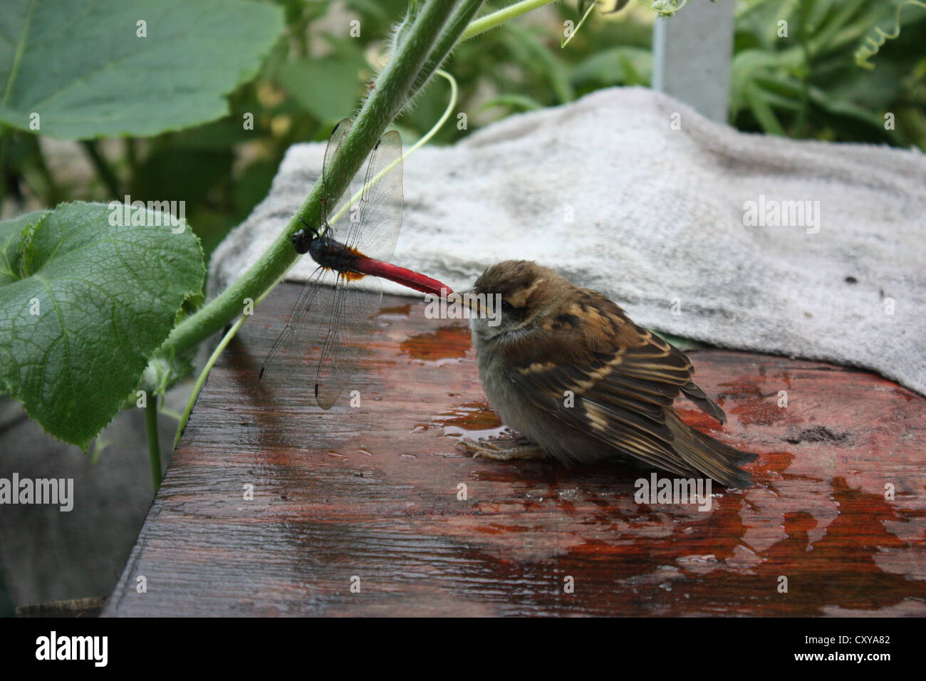 Angry bird eating a dragonfly Stock Photo - Alamy
