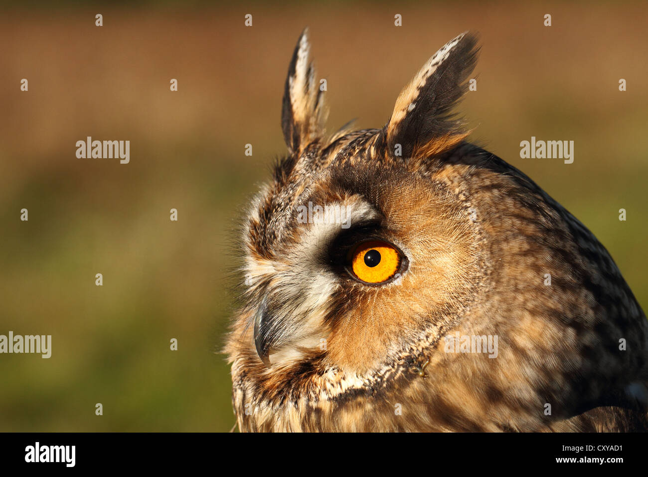 Long Eared Owl Stock Photo - Alamy