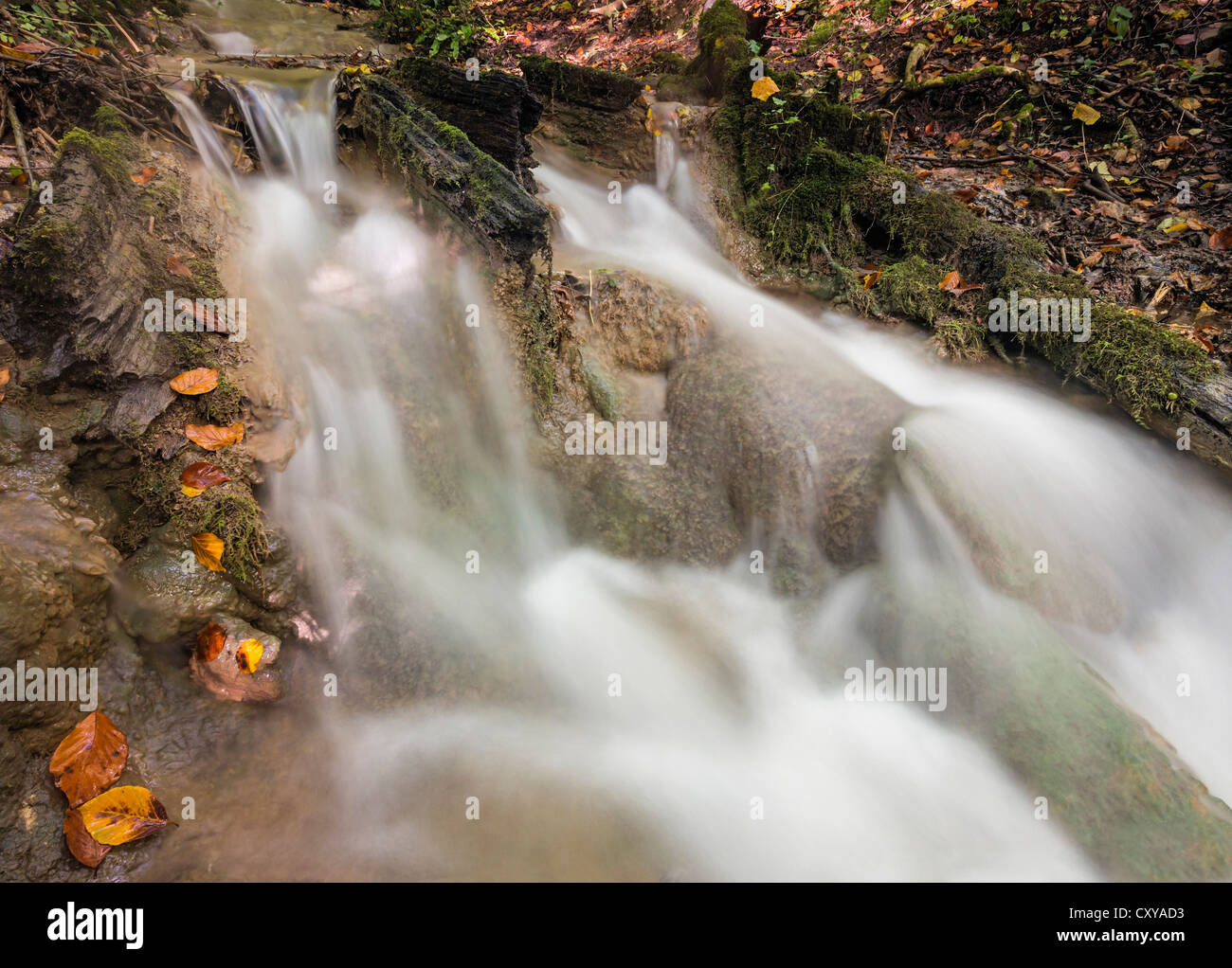 Stream depositing tufa in Cotswold beechwood Stock Photo - Alamy