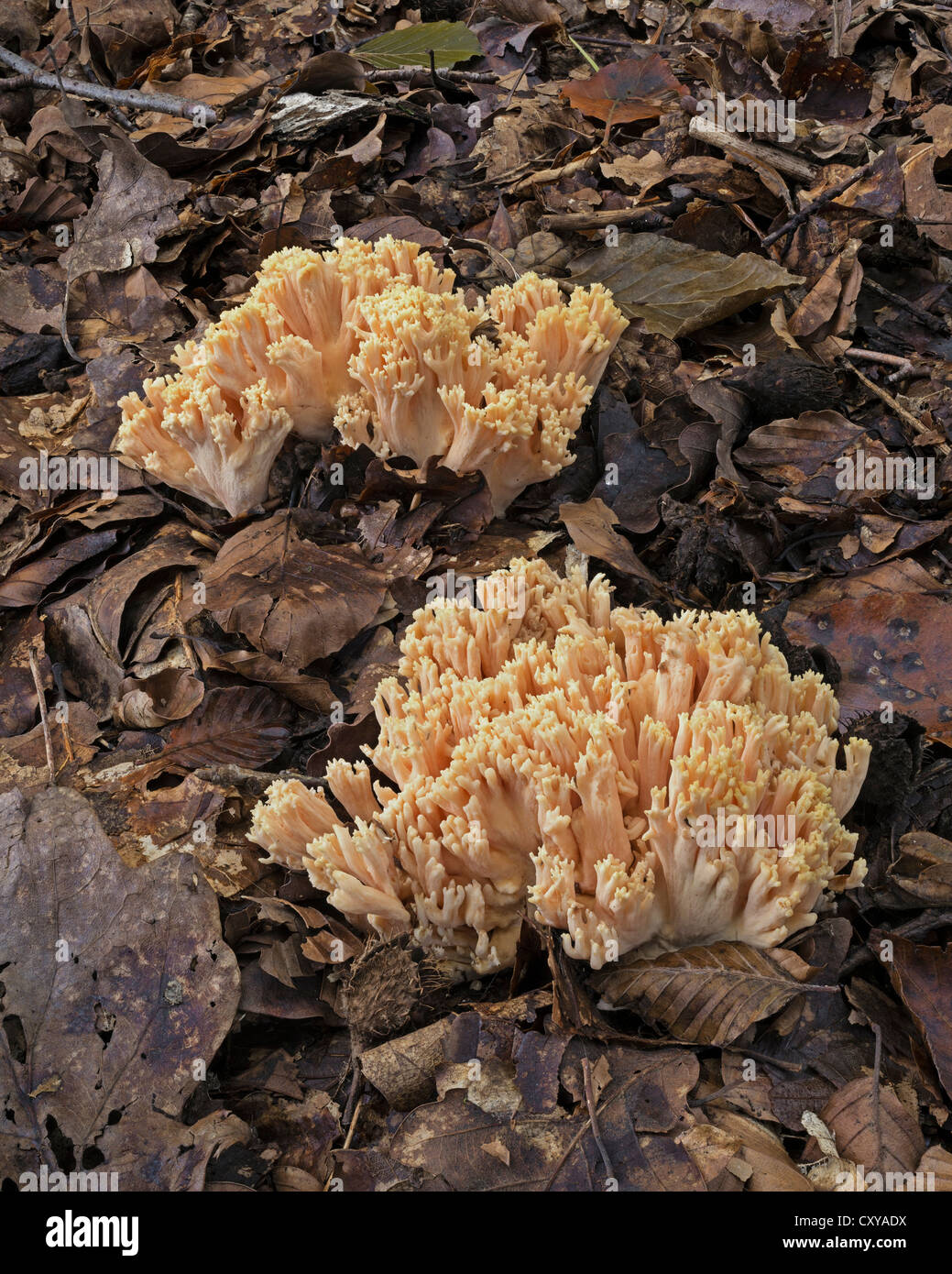 Ramaria stricta Rooted wood coral Stock Photo - Alamy
