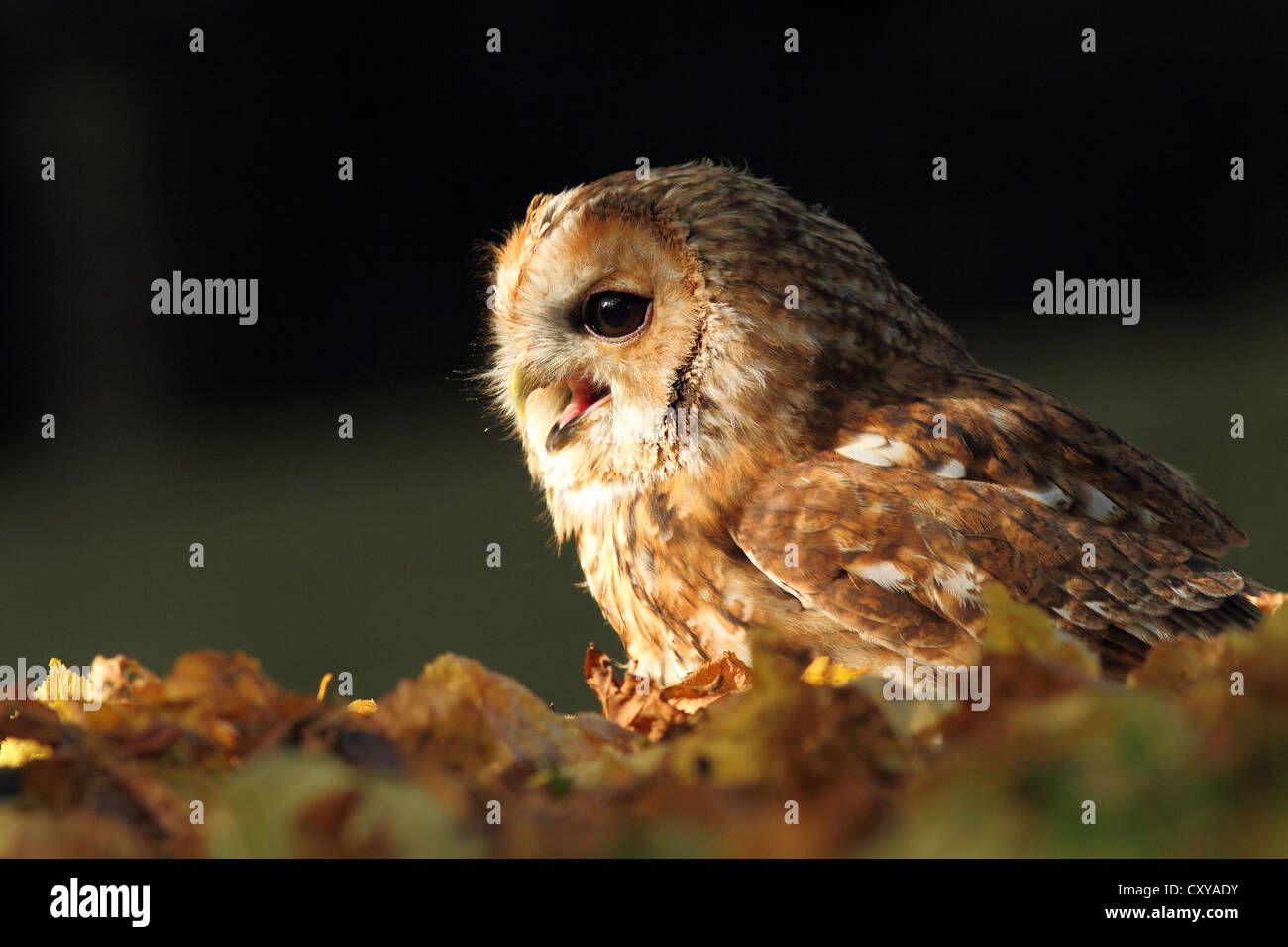 Tawny Owl in Autumn leaves Stock Photo - Alamy