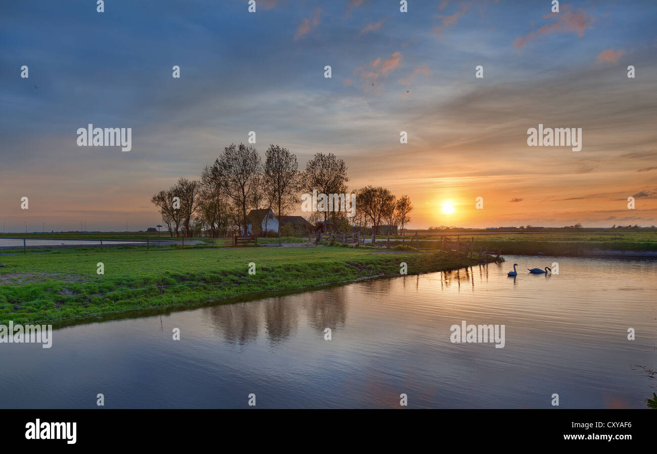 Two swans in canal hi-res stock photography and images - Alamy