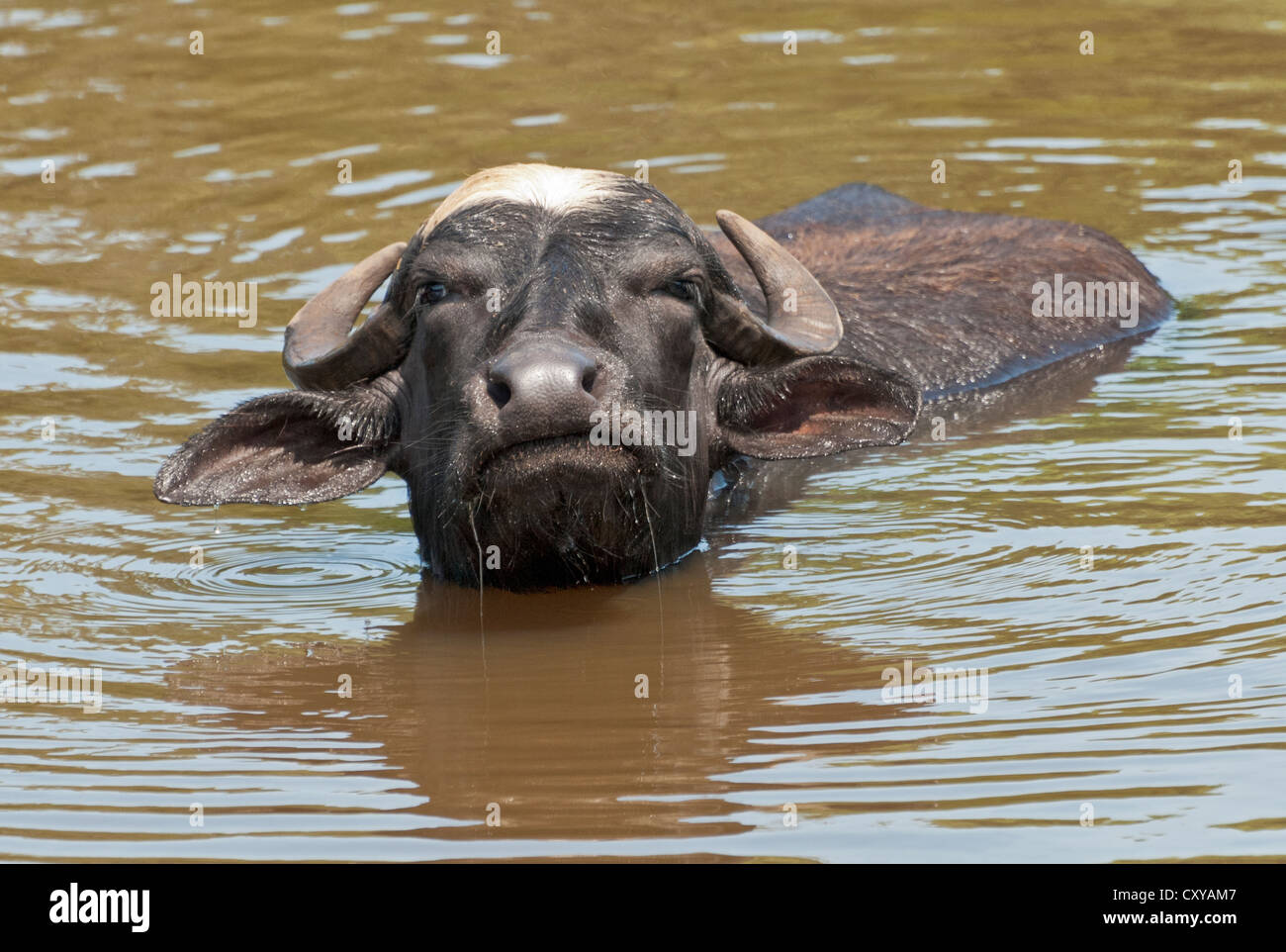Oklahoma, Bartlesville, Osage Hills, Woolaroc Museum & Wildlife ...