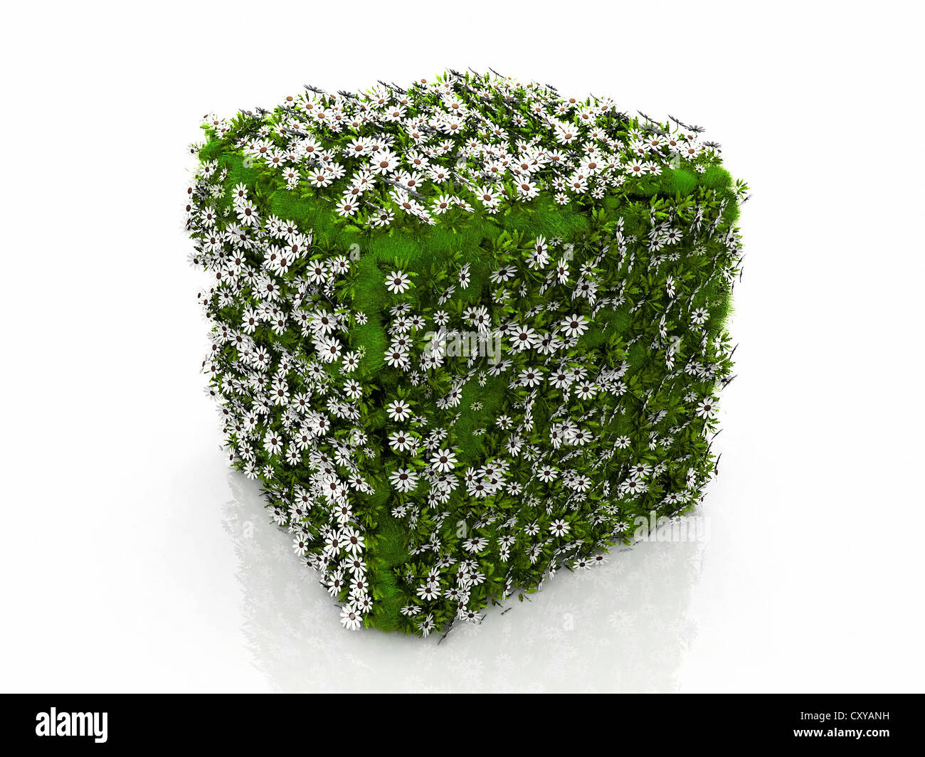 a cube with grass and flowers Stock Photo - Alamy
