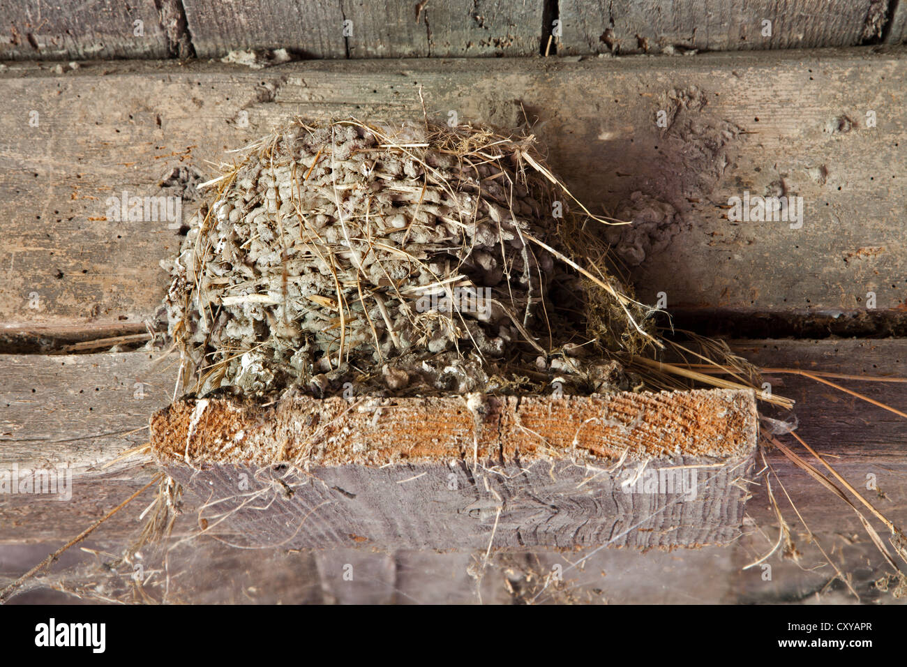 nest of swallows Stock Photo - Alamy