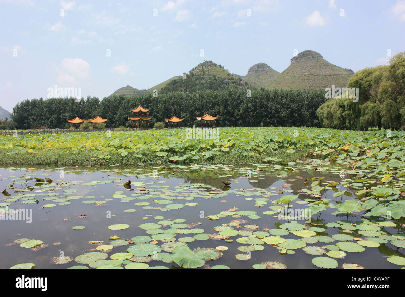 Anlong Lotus Patch Stock Photo - Alamy