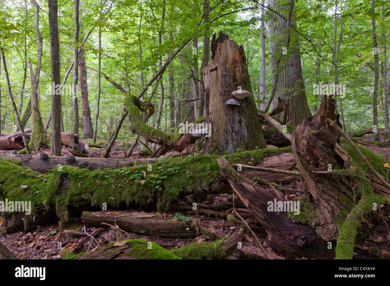 Moss wrapped old oak tree broken lying in autumnal landscape of ...