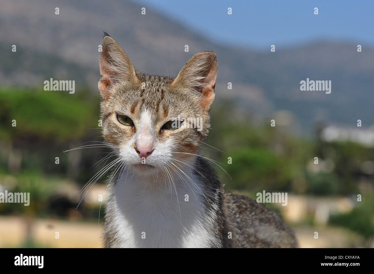 Stray animal photos hi-res stock photography and images - Alamy