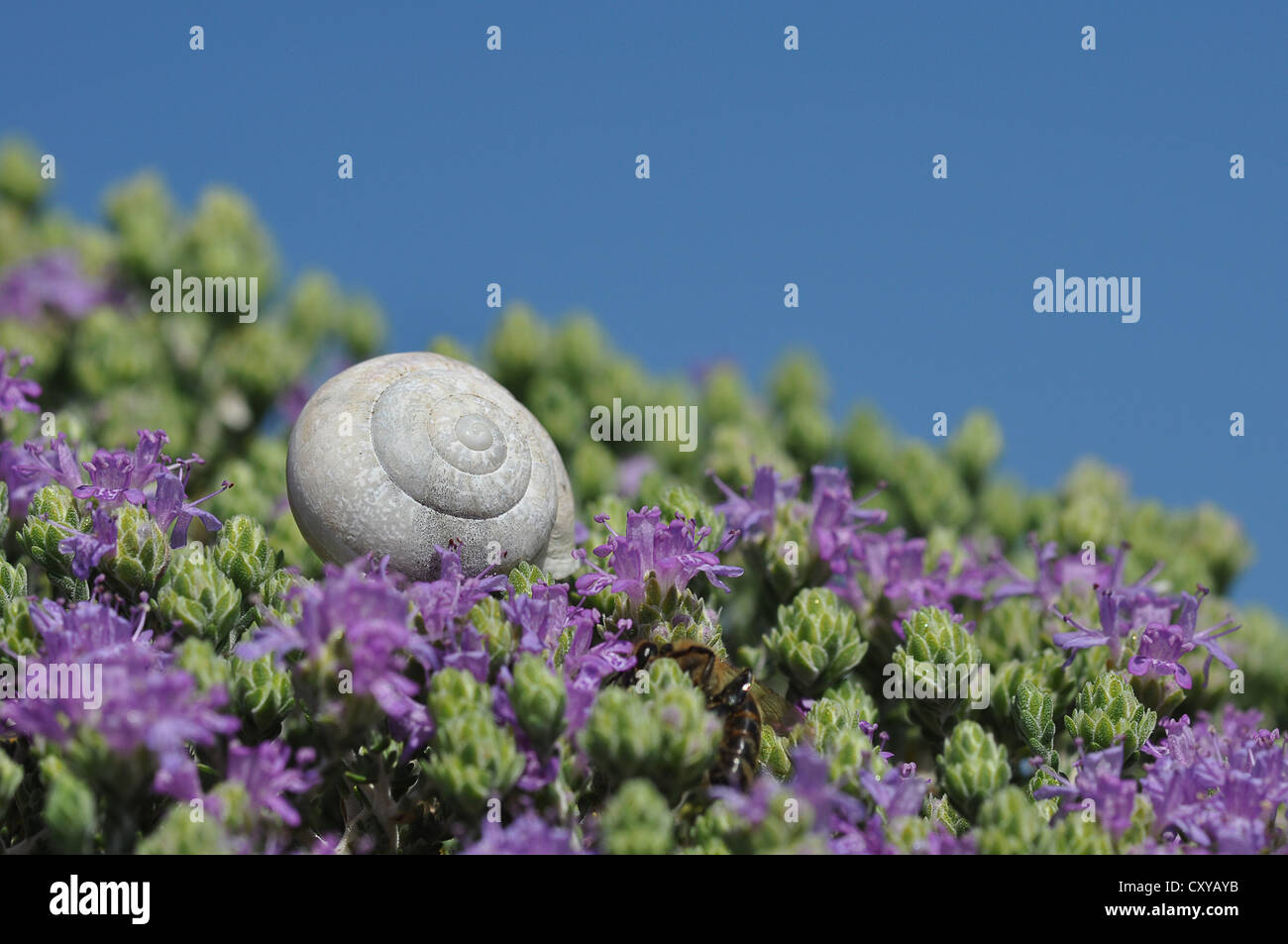 Shell of a snail (Helicidae) and flowering thyme (Thymus vulgaris ...