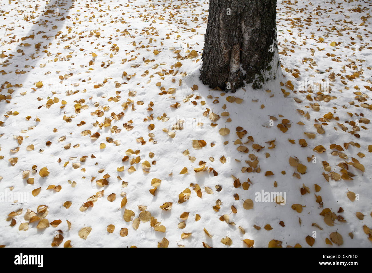 Tree trunk, snow, autumn leaves Stock Photo - Alamy