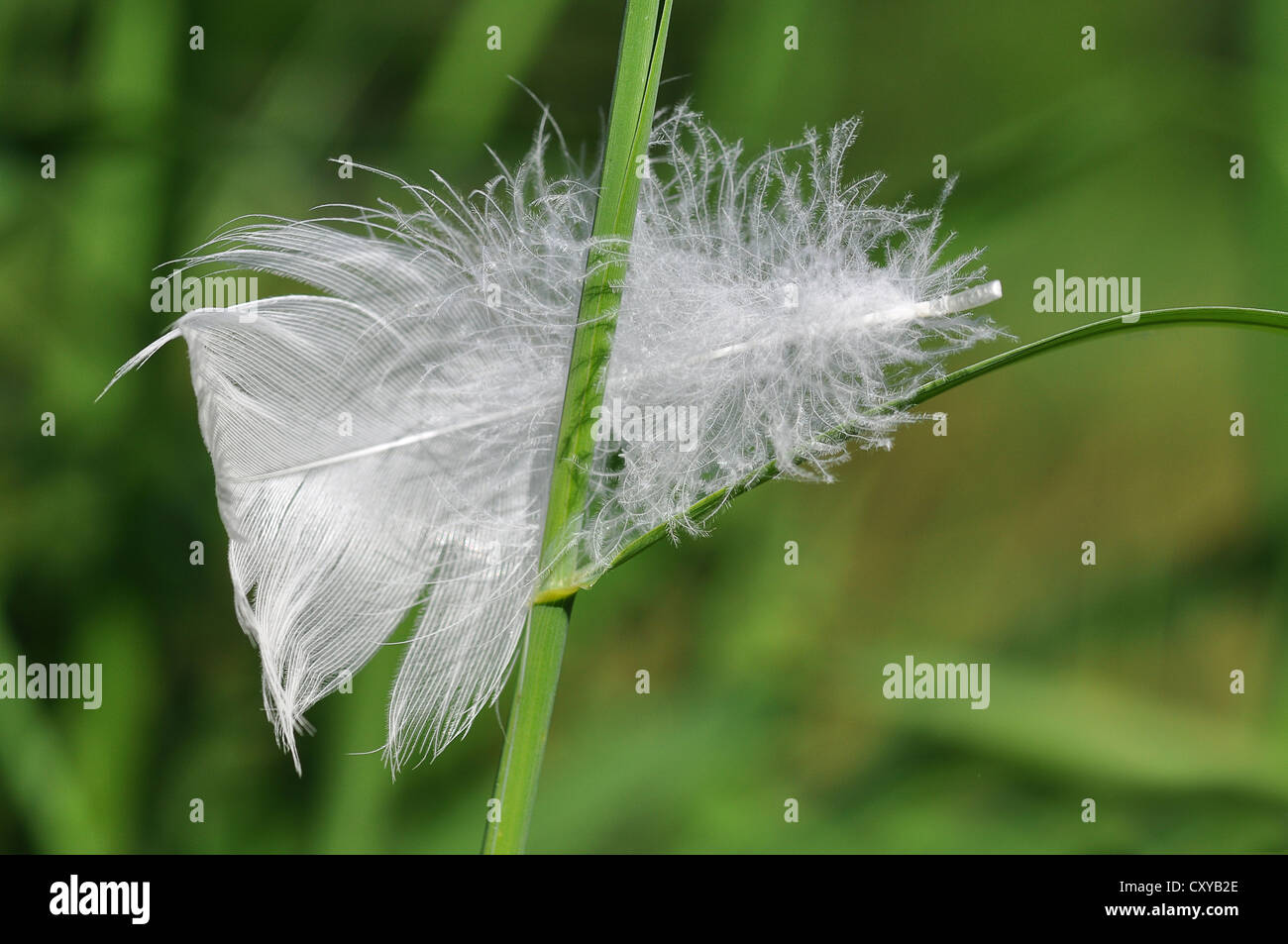 Feather of a swan on reed Stock Photo - Alamy
