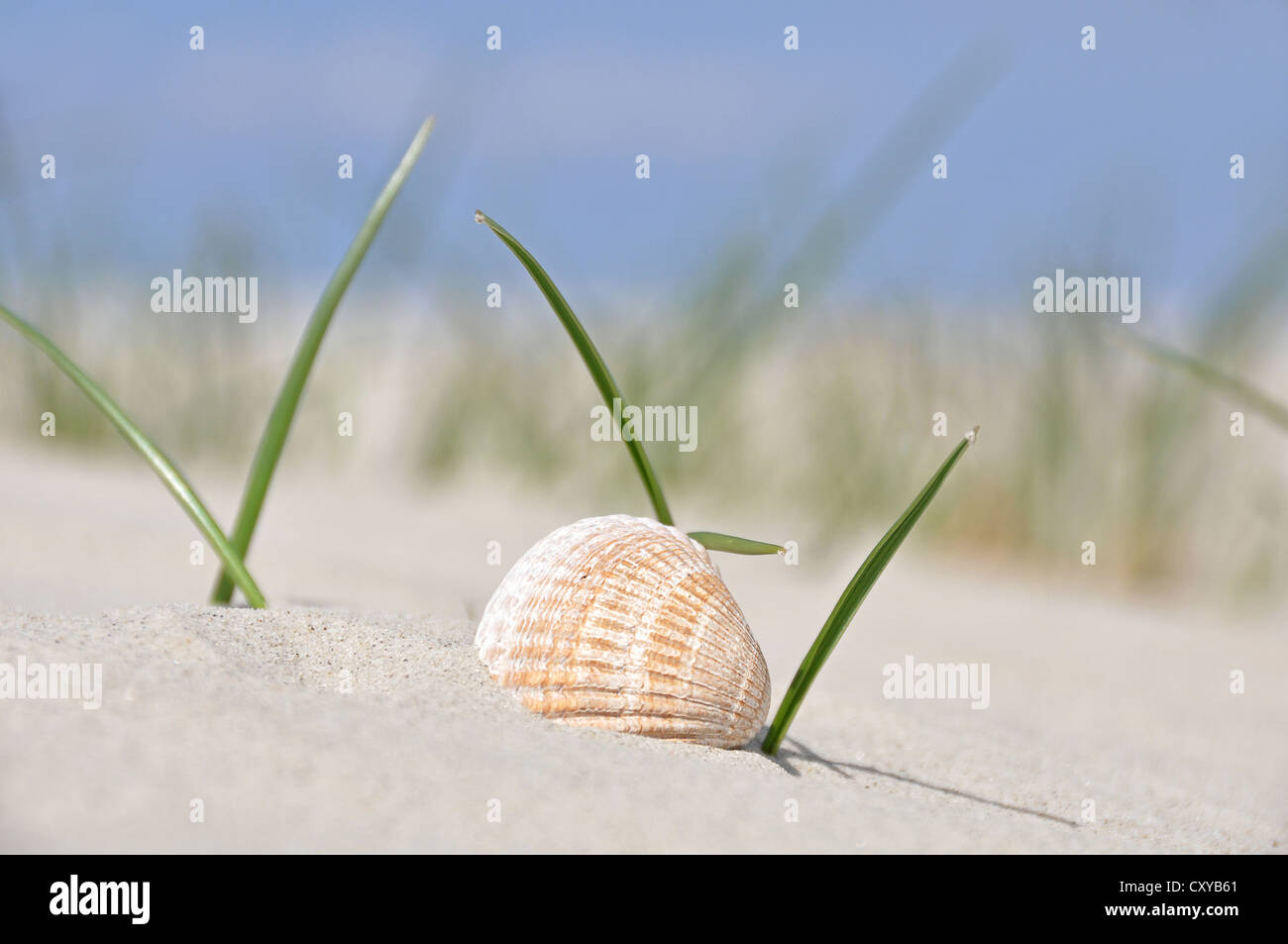 Shell in the dune grass, beach on the North Sea, St. Peter-Ording ...