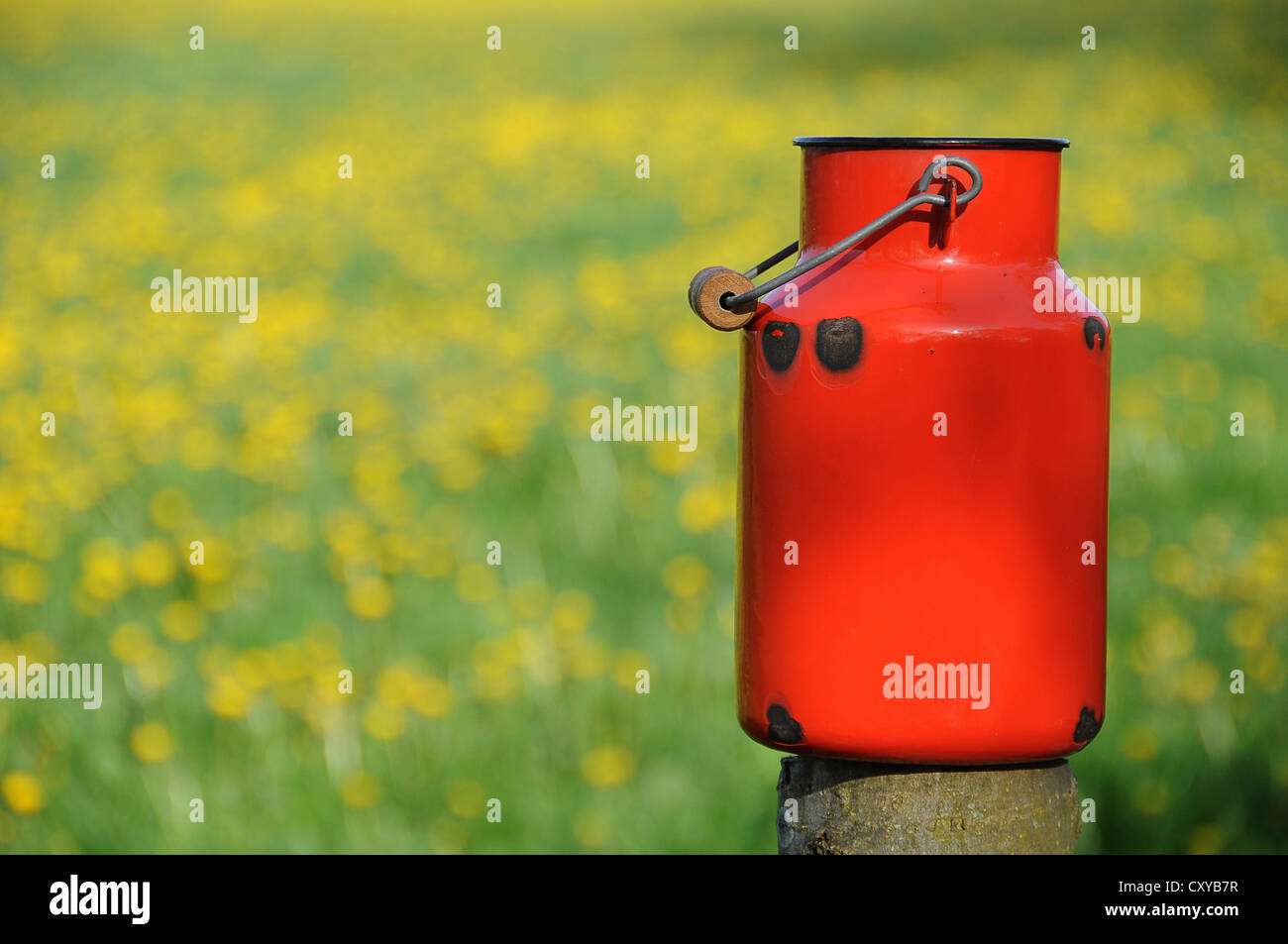 Old red milk can or churn in front of a dandelion meadow Stock Photo ...