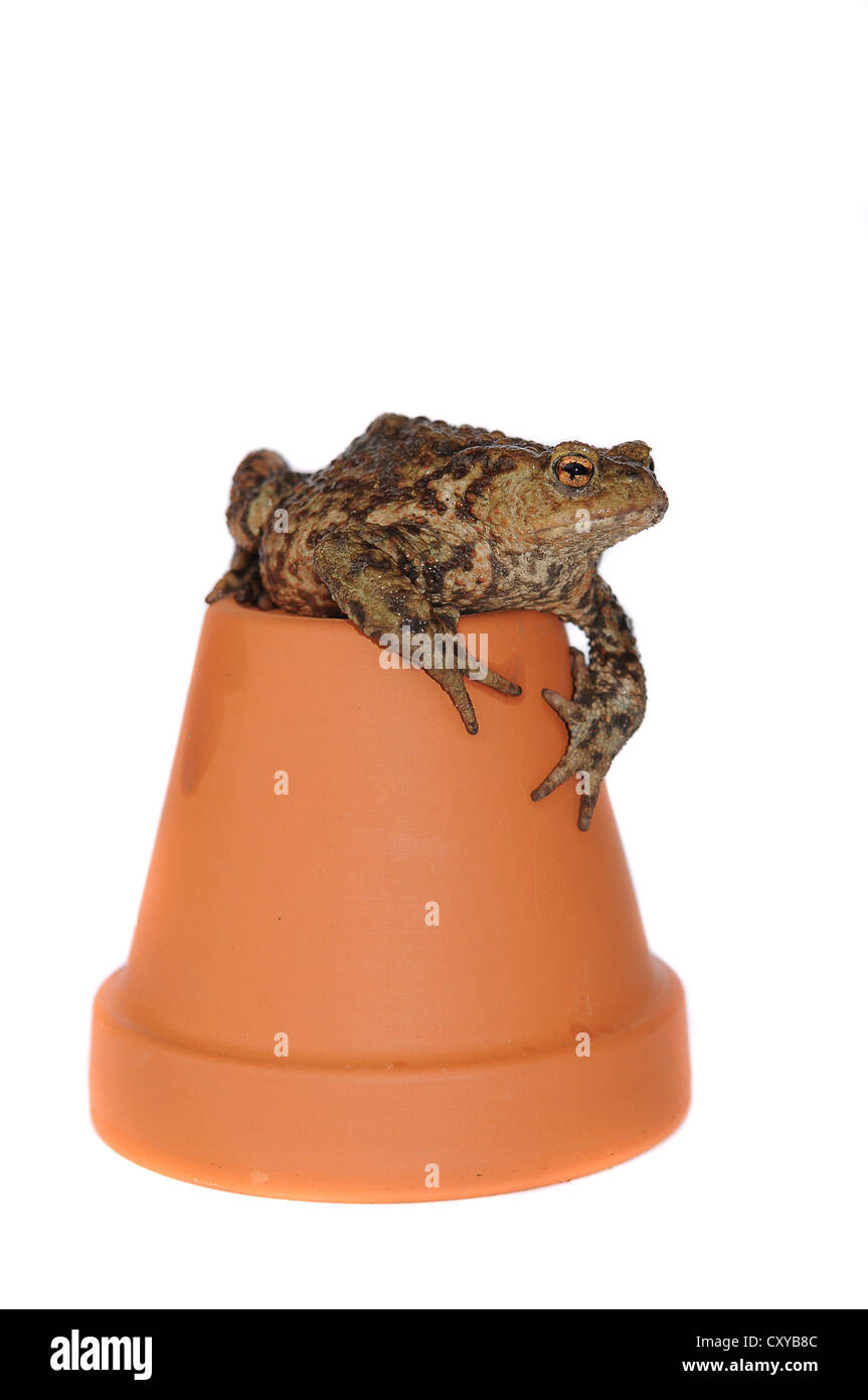 Pot on head Cut Out Stock Images & Pictures - Alamy