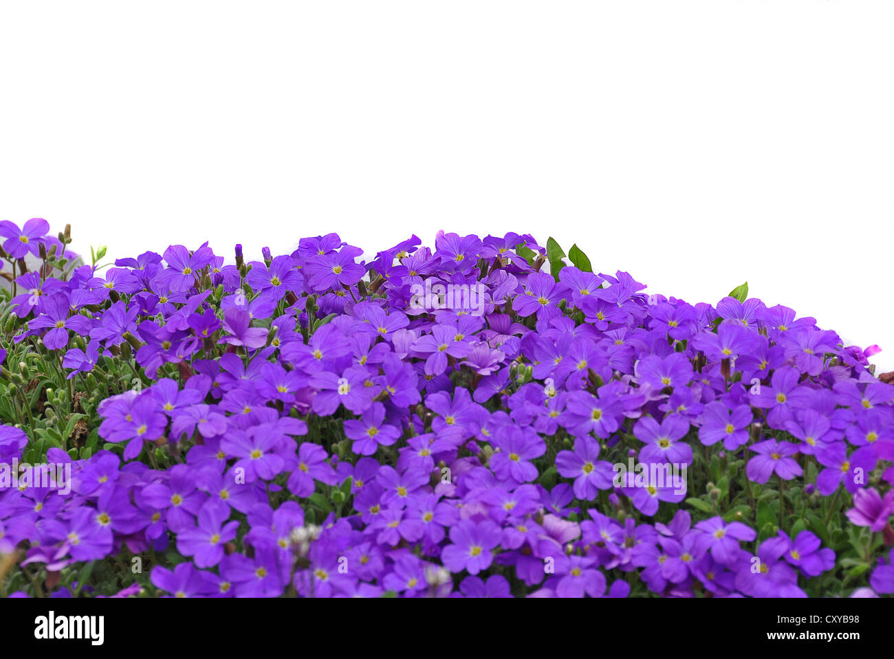 Aubretia hi-res stock photography and images - Alamy