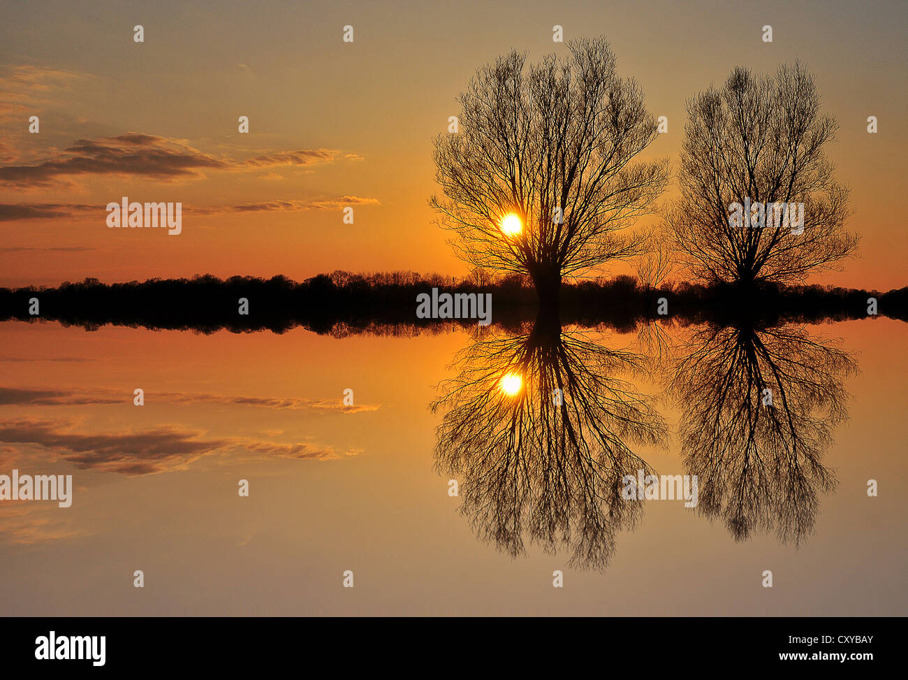 Pollard willows at sunset hi-res stock photography and images - Alamy