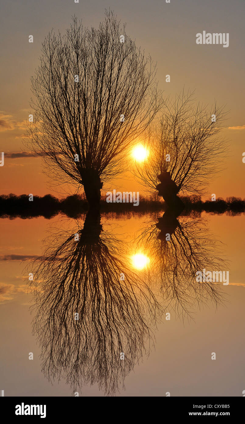 Pollard willows at sunset hi-res stock photography and images - Alamy