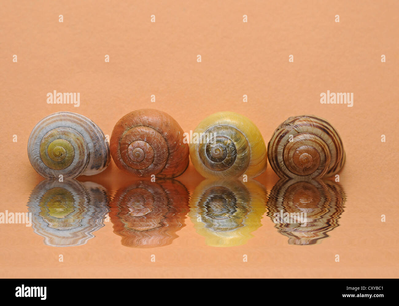 Four empty snail shells with reflection Stock Photo - Alamy