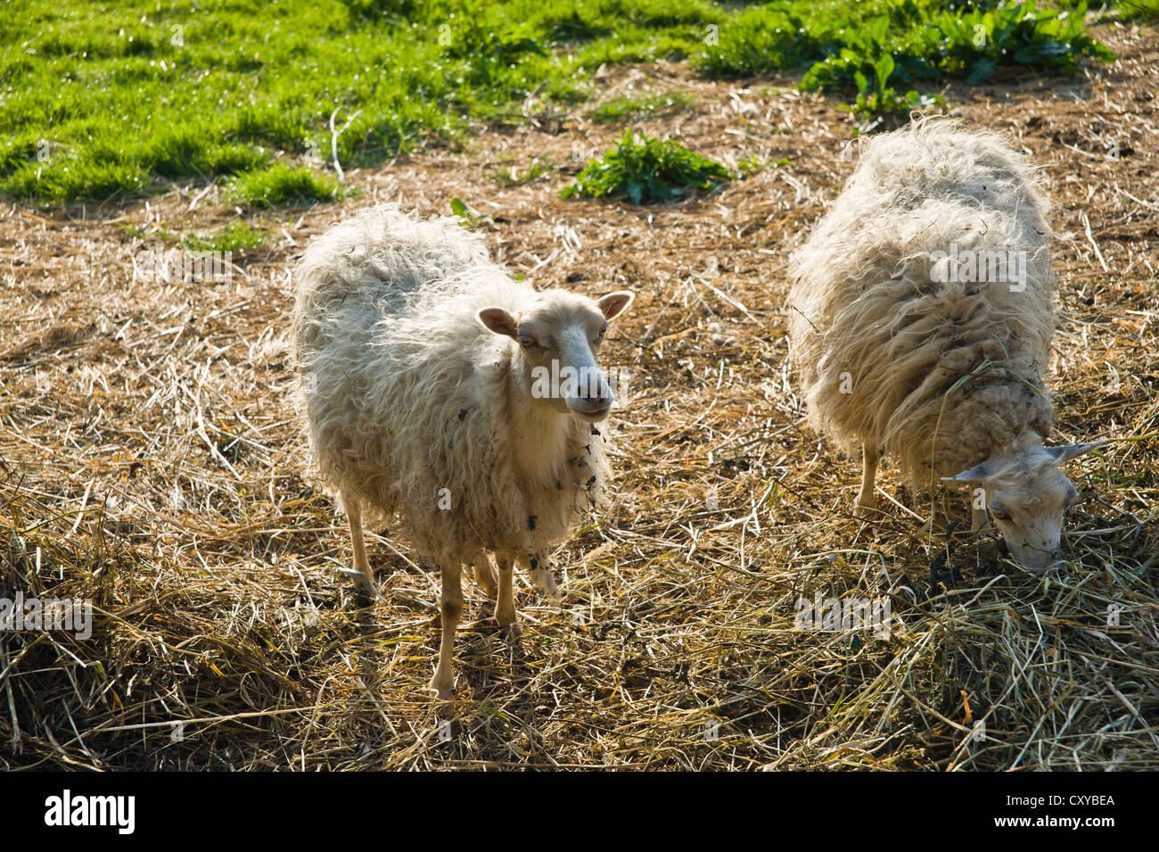 Skudde sheep, domestic sheep, near the Wallmuseum, Oldenburg in ...