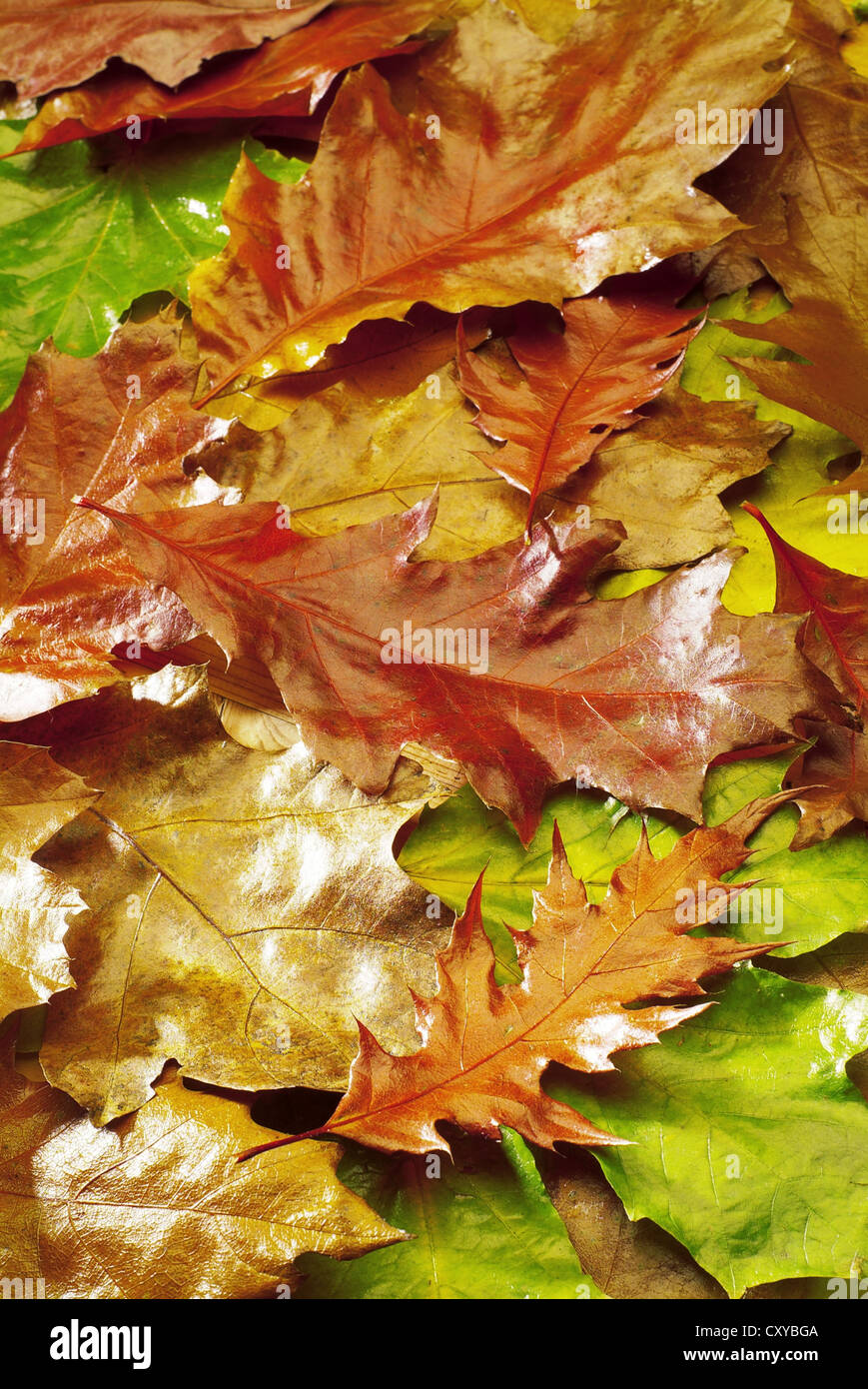 Oaks quercus sp hi-res stock photography and images - Alamy