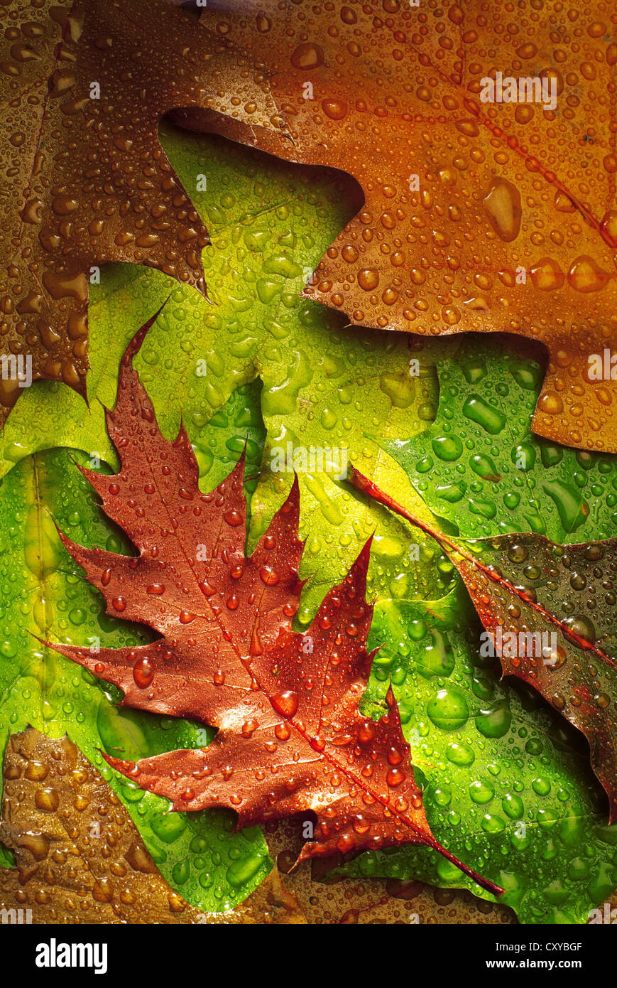 Autumn leaves, autumn-coloured Oak leaves (Quercus sp Stock Photo - Alamy
