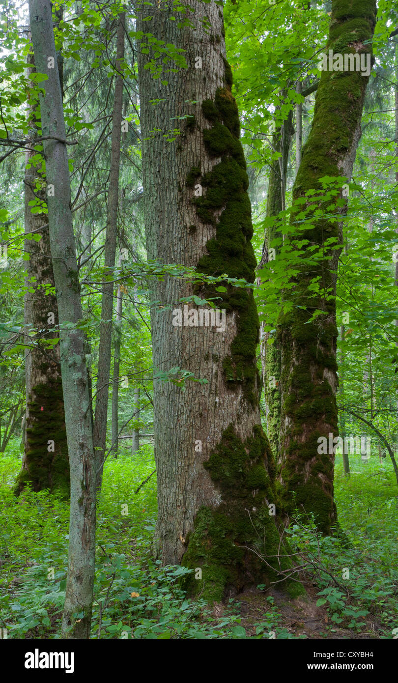 Three moss wrapped giant maples in natural stand of Bialowieza Forest ...