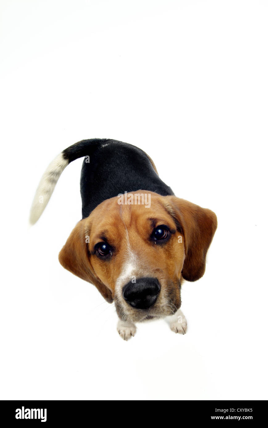 Beagle standing Cut Out Stock Images & Pictures - Alamy