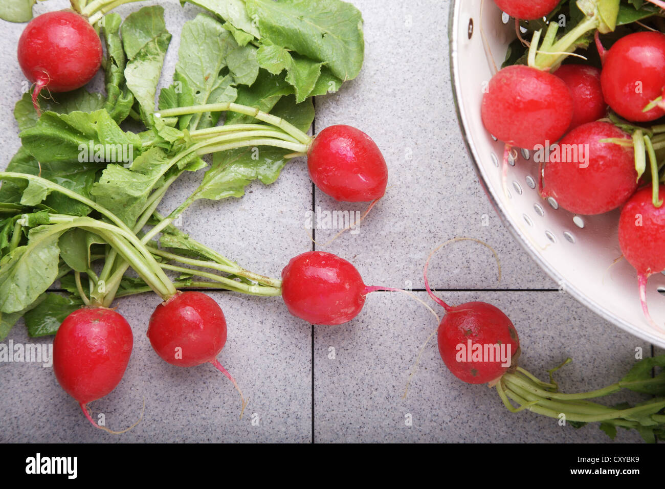 Fresh, organic radishes Stock Photo - Alamy