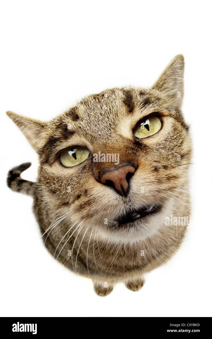 Begging cat hi-res stock photography and images - Alamy