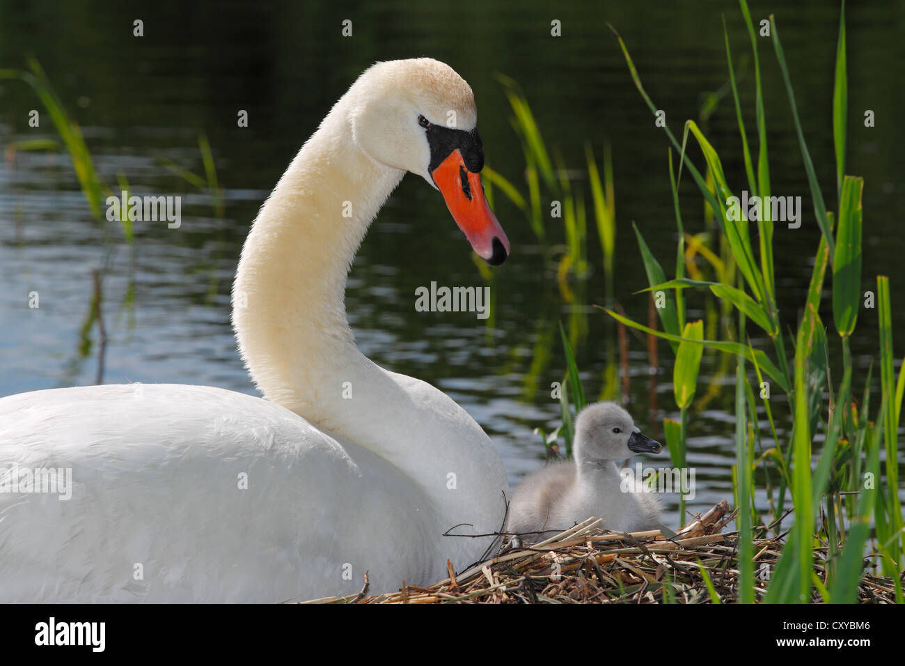 Cygnet on swan nest hi-res stock photography and images - Alamy