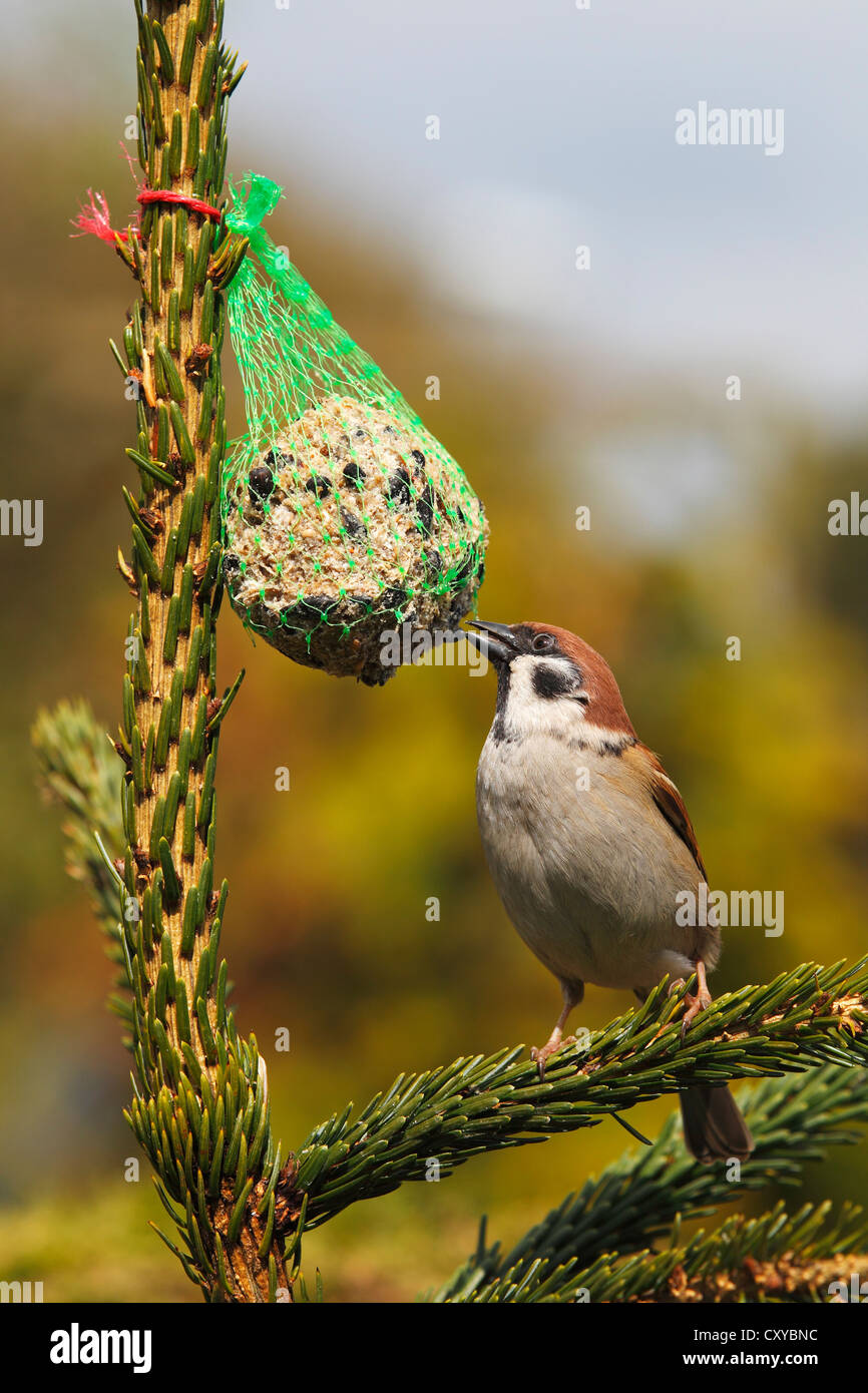 Eurasian tree sparrow eat hi-res stock photography and images - Alamy