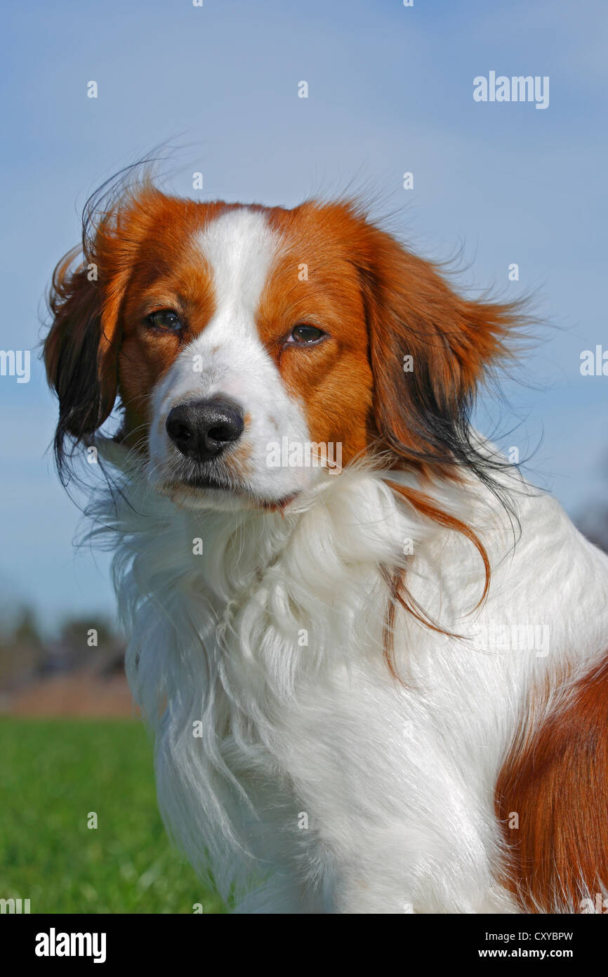 Portrait kooiker hi-res stock photography and images - Alamy
