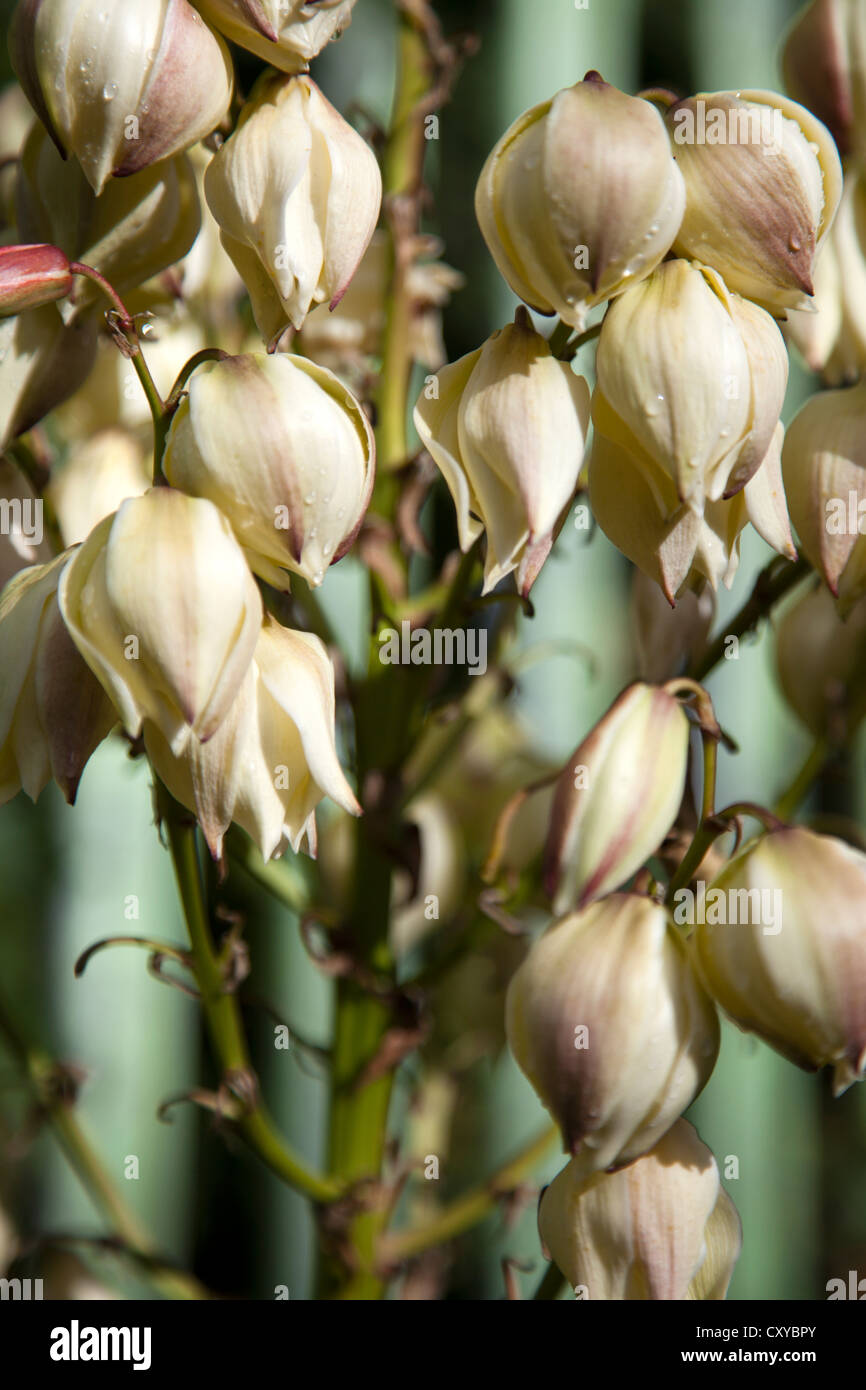 Yucca Filamentosa - Stem of Flowers Stock Photo - Alamy