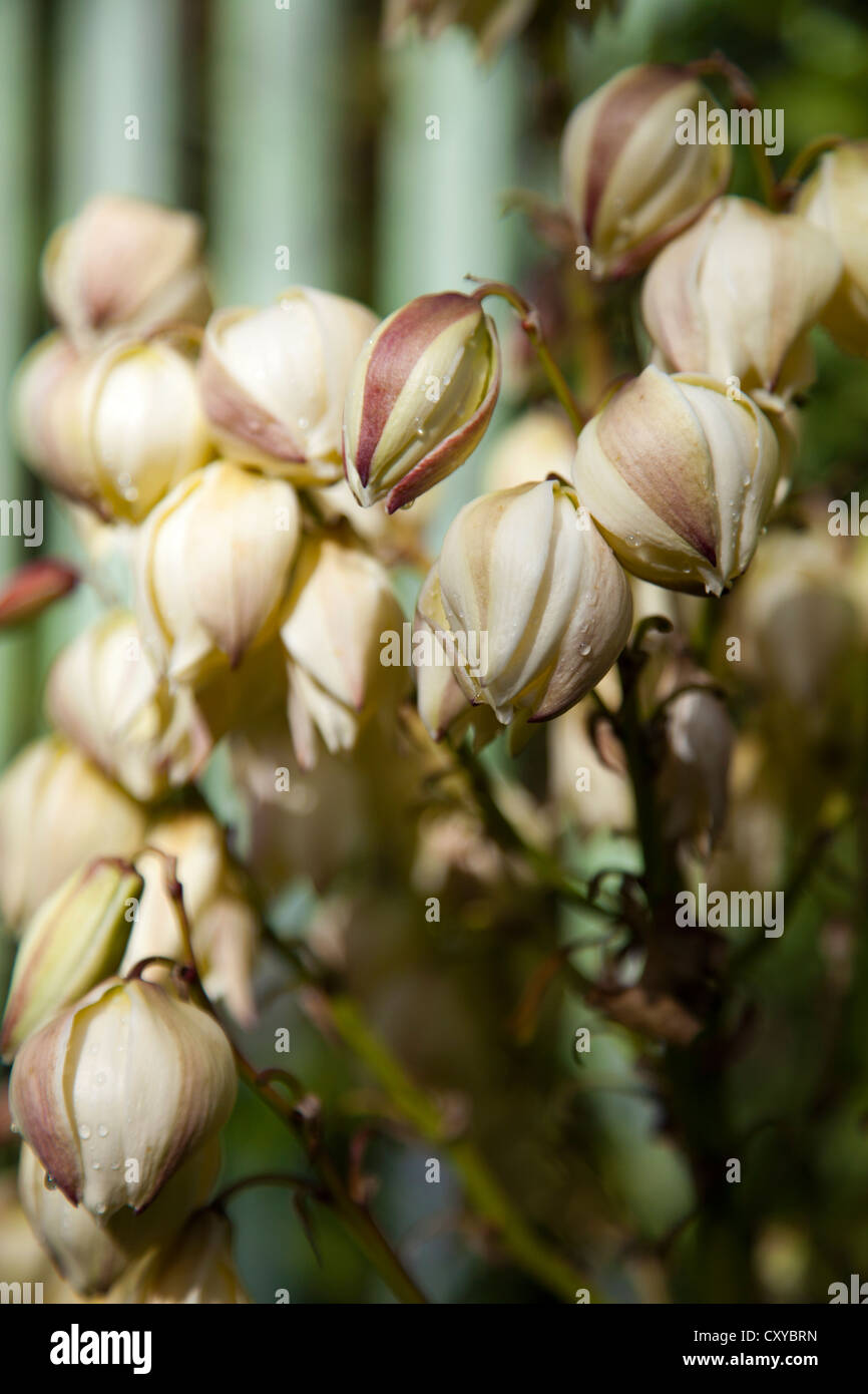 Yucca Filamentosa - Stem of Flowers Stock Photo - Alamy