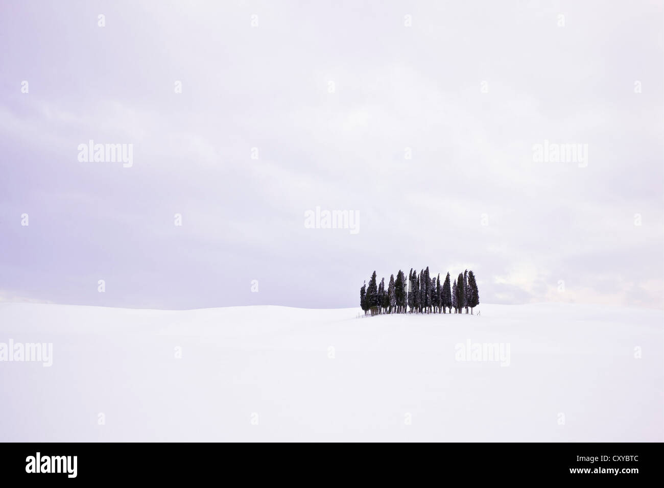 Cypress in wintry landscape hi-res stock photography and images - Alamy
