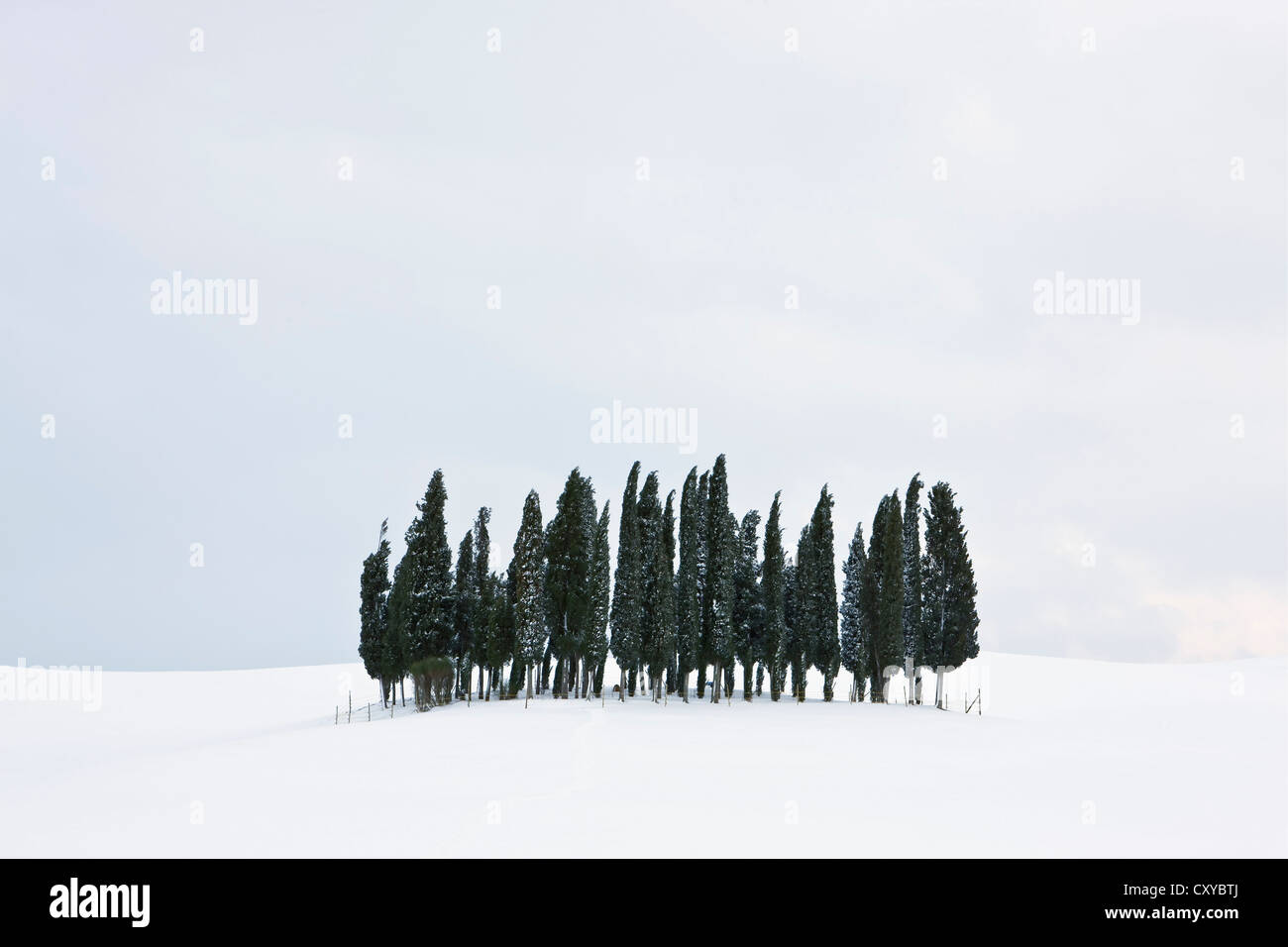 Cypress in wintry landscape hi-res stock photography and images - Alamy