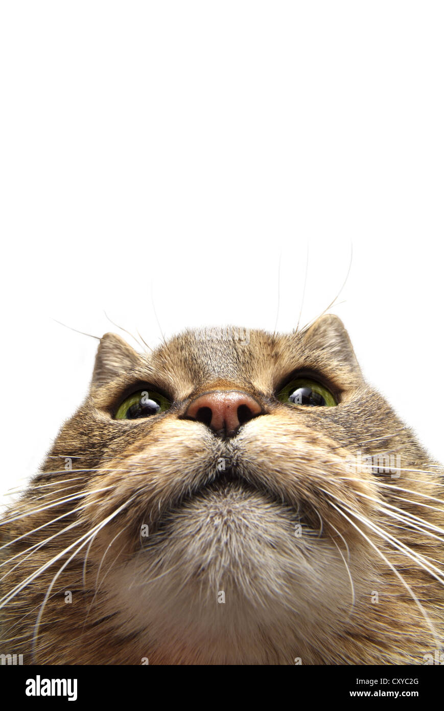 Cat's face in close-up, fisheye shot Stock Photo - Alamy