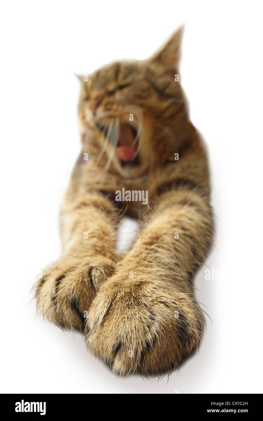 Cat, yawning with outstretched paws Stock Photo - Alamy