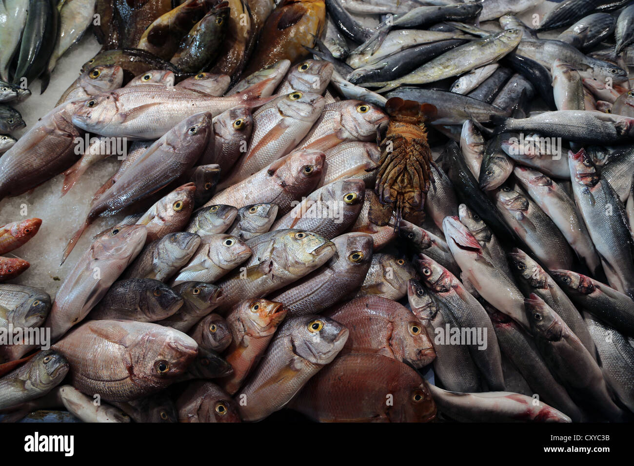 Bench with fish hi-res stock photography and images - Alamy