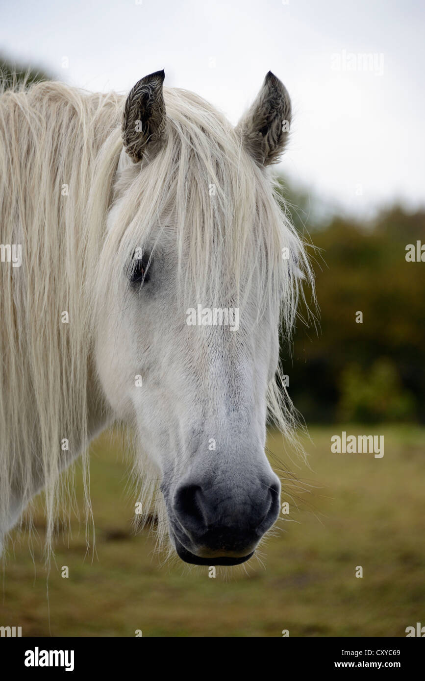 Head of a grey Highland Pony gelding Stock Photo - Alamy