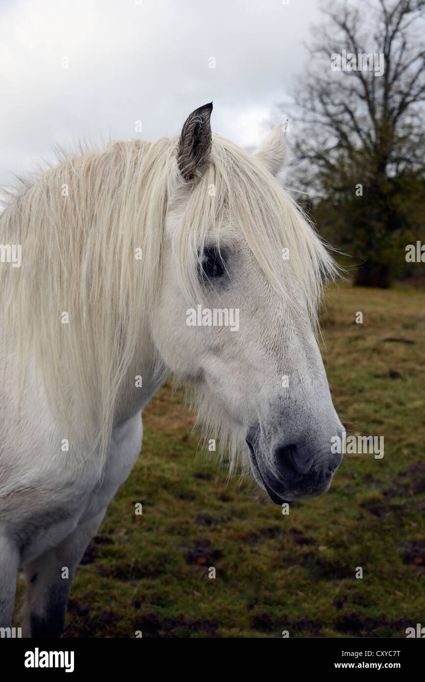 Gelding hi-res stock photography and images - Alamy