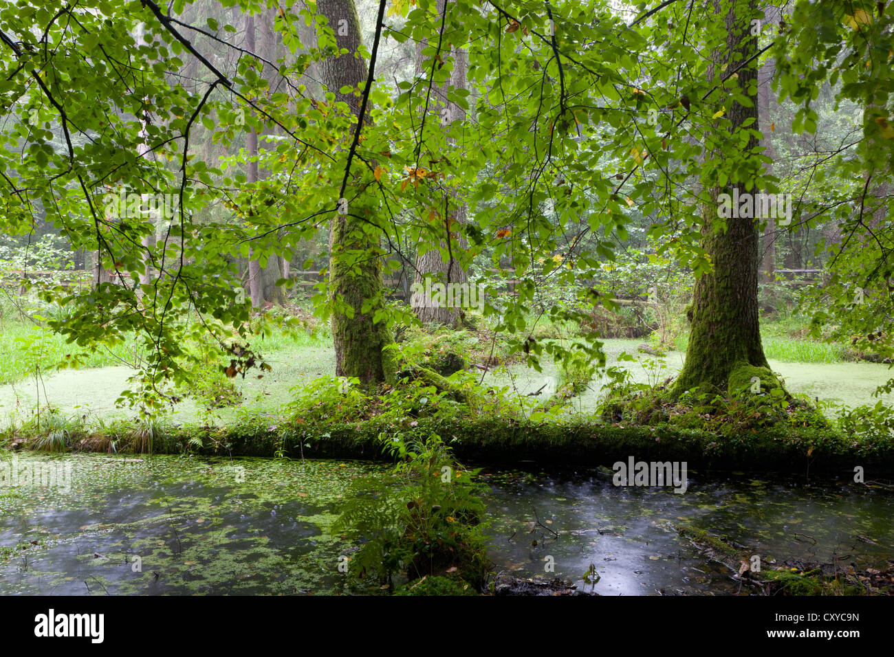 Alder-carr deciduous stand in heavy rain with standing water and ...