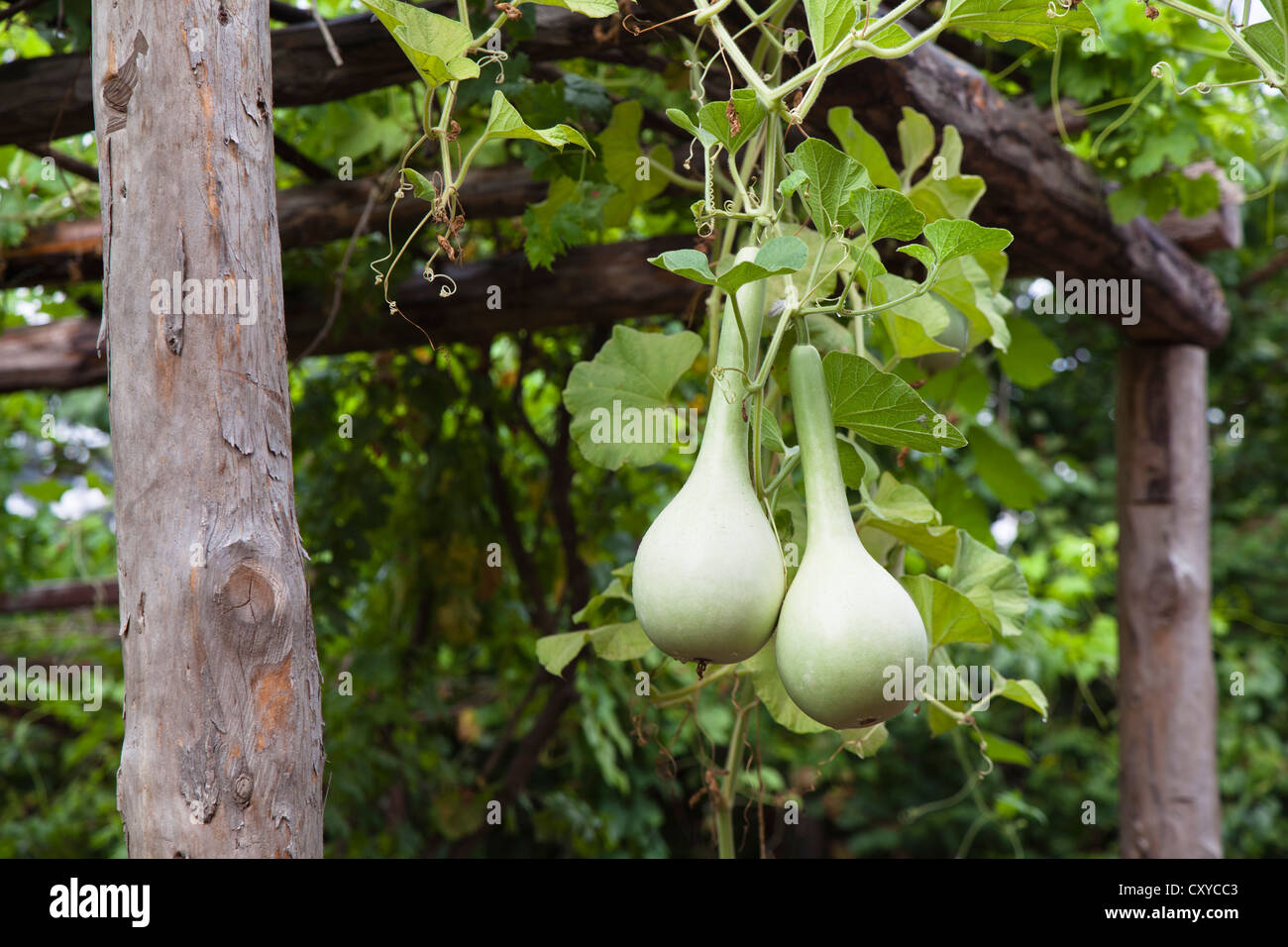 Bottle gourd, calabash gourd (Lagenaria siceraria), Lycia, Turkey, Asia ...