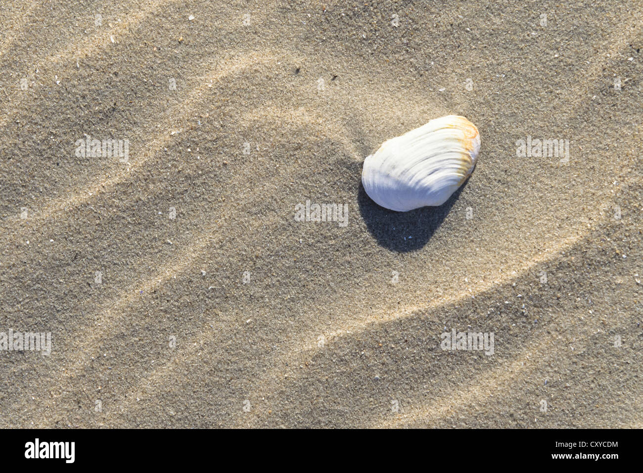 Shell in the sand on a beach, Soft-shell Clam (Mya arenaria), North Sea ...