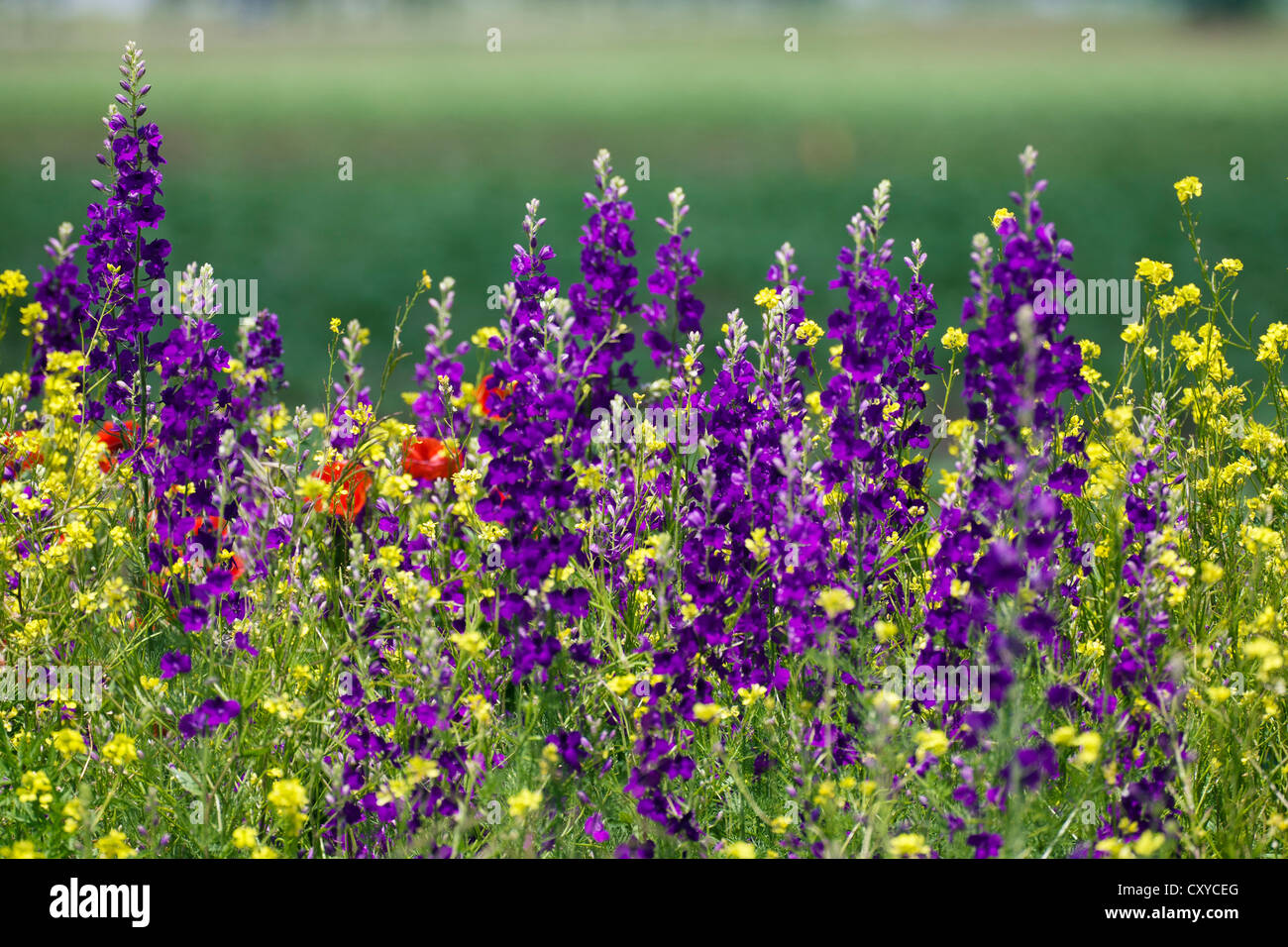 Flowering meadow with wild Rocket Larkspur (Consolida ambigua ...