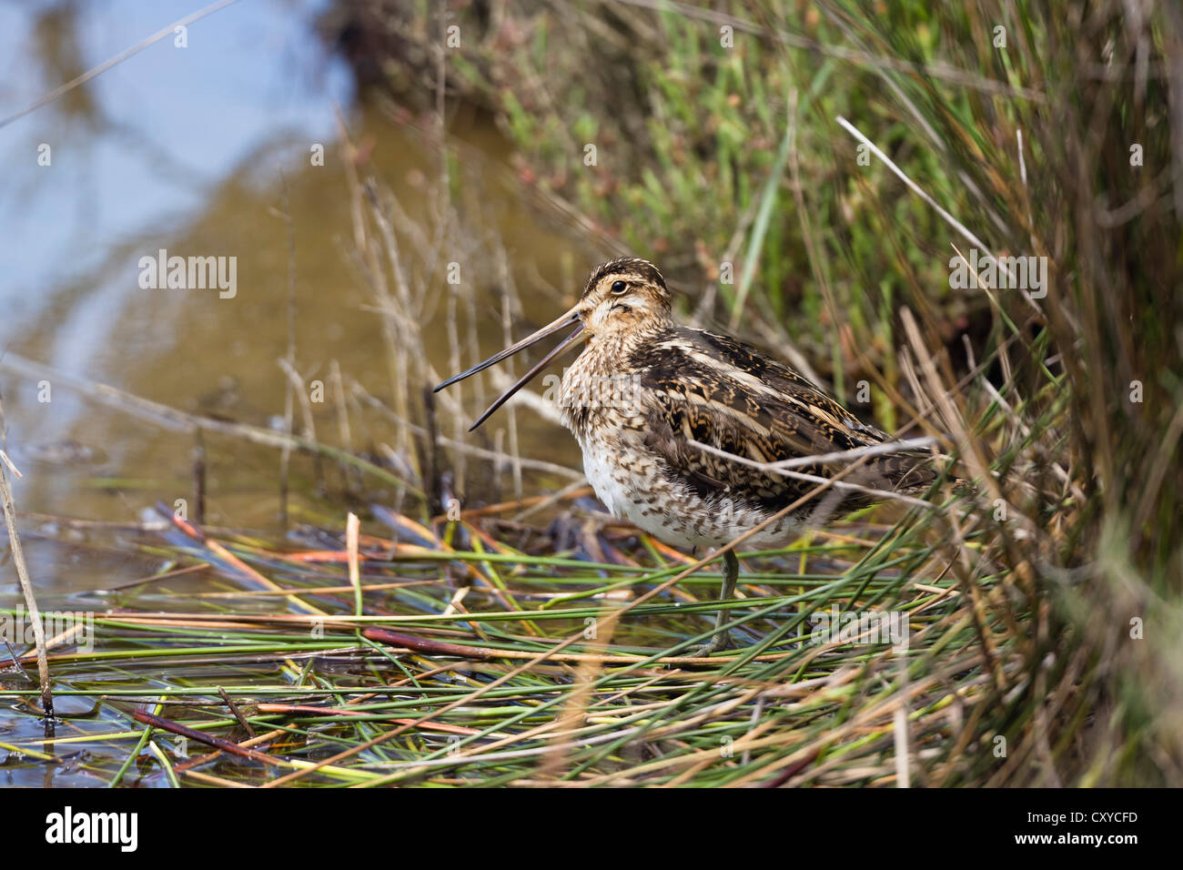 Common Snipe (Gallinago), Bird of the Year 2013, calling, Majorca ...