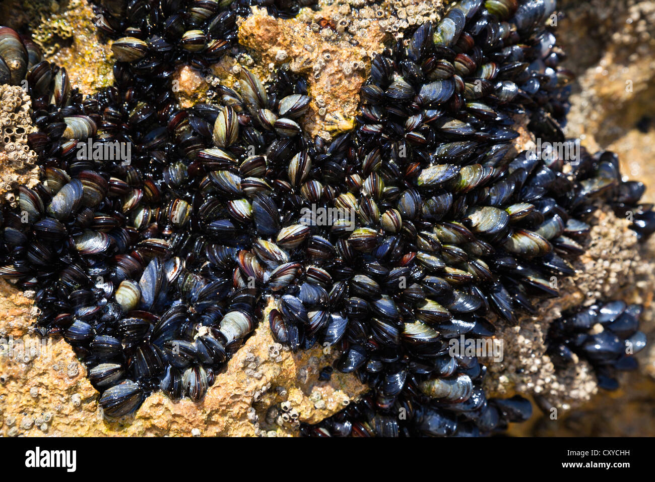 Algarve fauna hi-res stock photography and images - Alamy