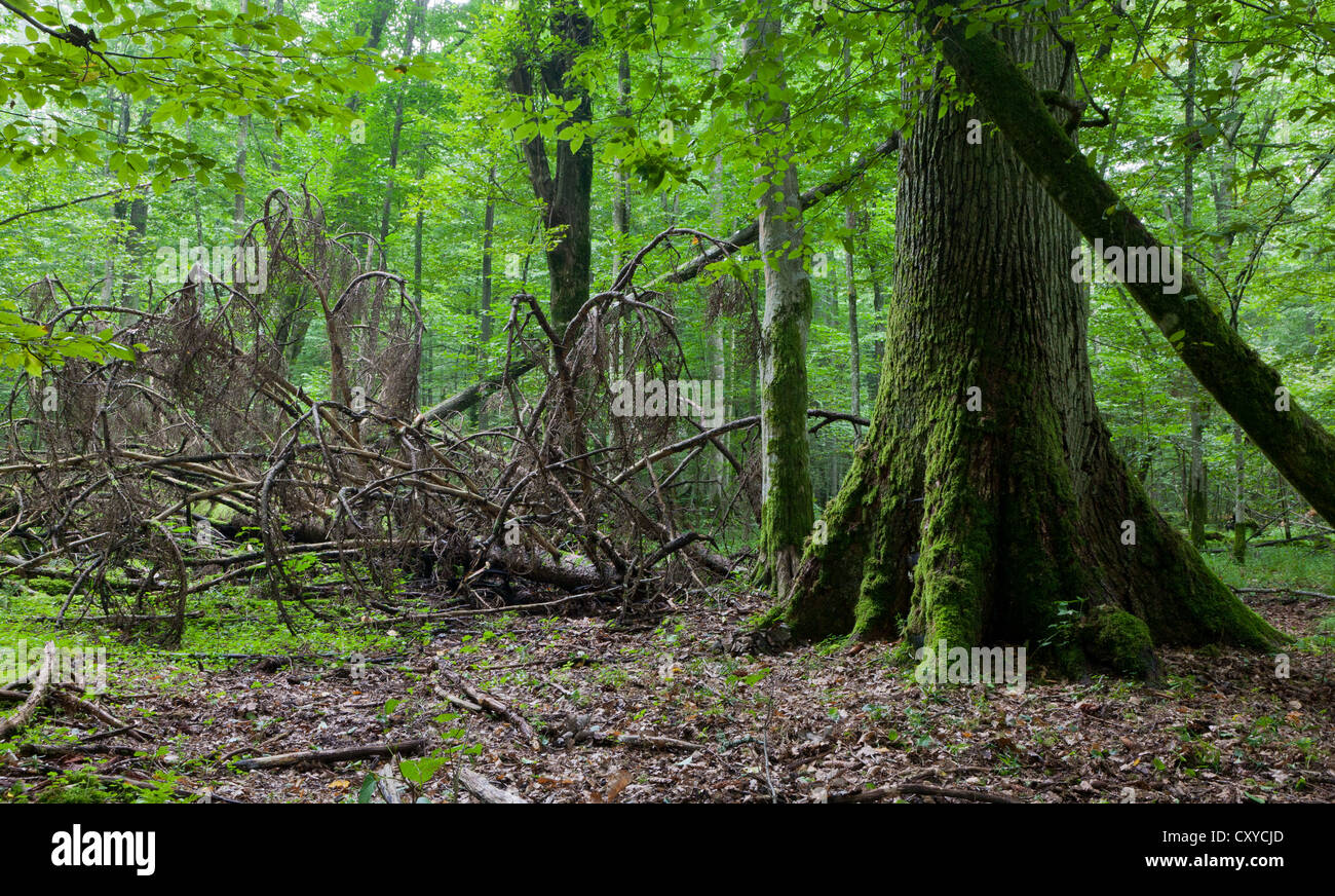 Huge oak tree and broken dry spruce lying next to against lush foliage ...