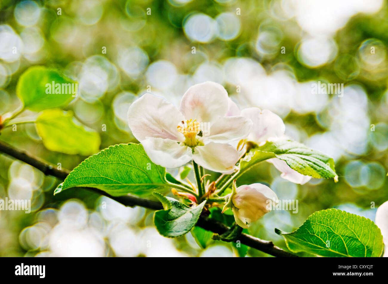 apple blossom in spring Stock Photo - Alamy