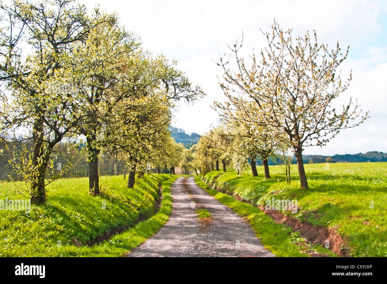 Alley way with trees hi-res stock photography and images - Alamy